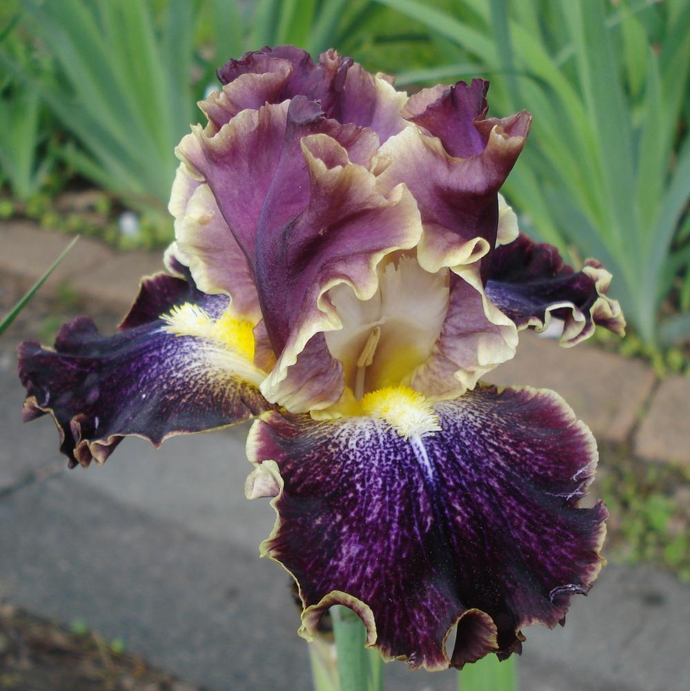 Photo of the bloom of Tall Bearded Iris (Iris 'Exploding Galaxy ...