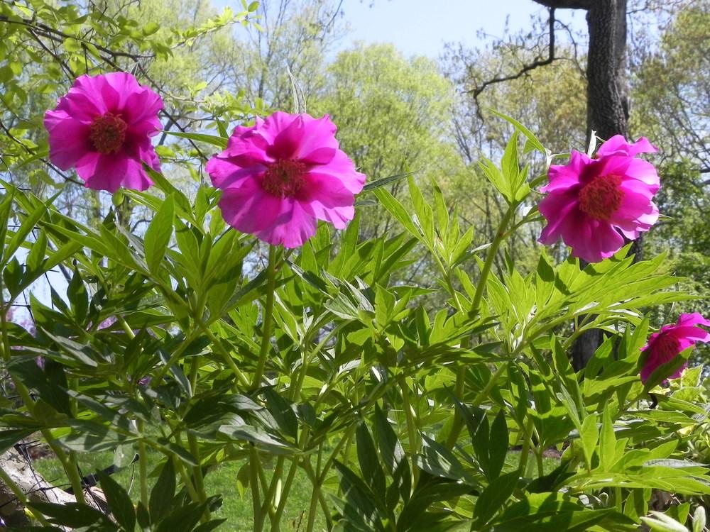 Peony (Paeonia veitchii) in the Peonies Database - Garden.org