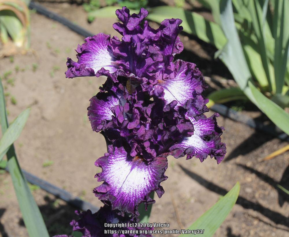 Photo of the bloom of Tall Bearded Iris (Iris 'Midnight Velvet') posted ...