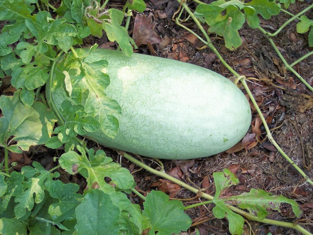 Watermelon (Citrullus lanatus 'Sweet Princess') in the Watermelons ...