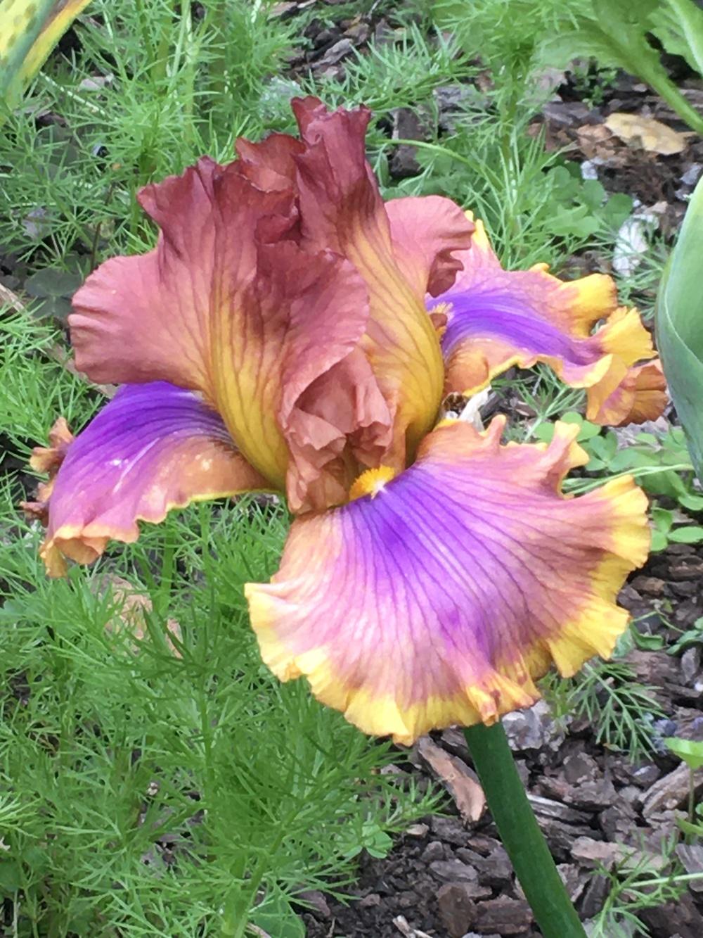 Photo of the bloom of Tall Bearded Iris (Iris 'Prairie Splendor ...