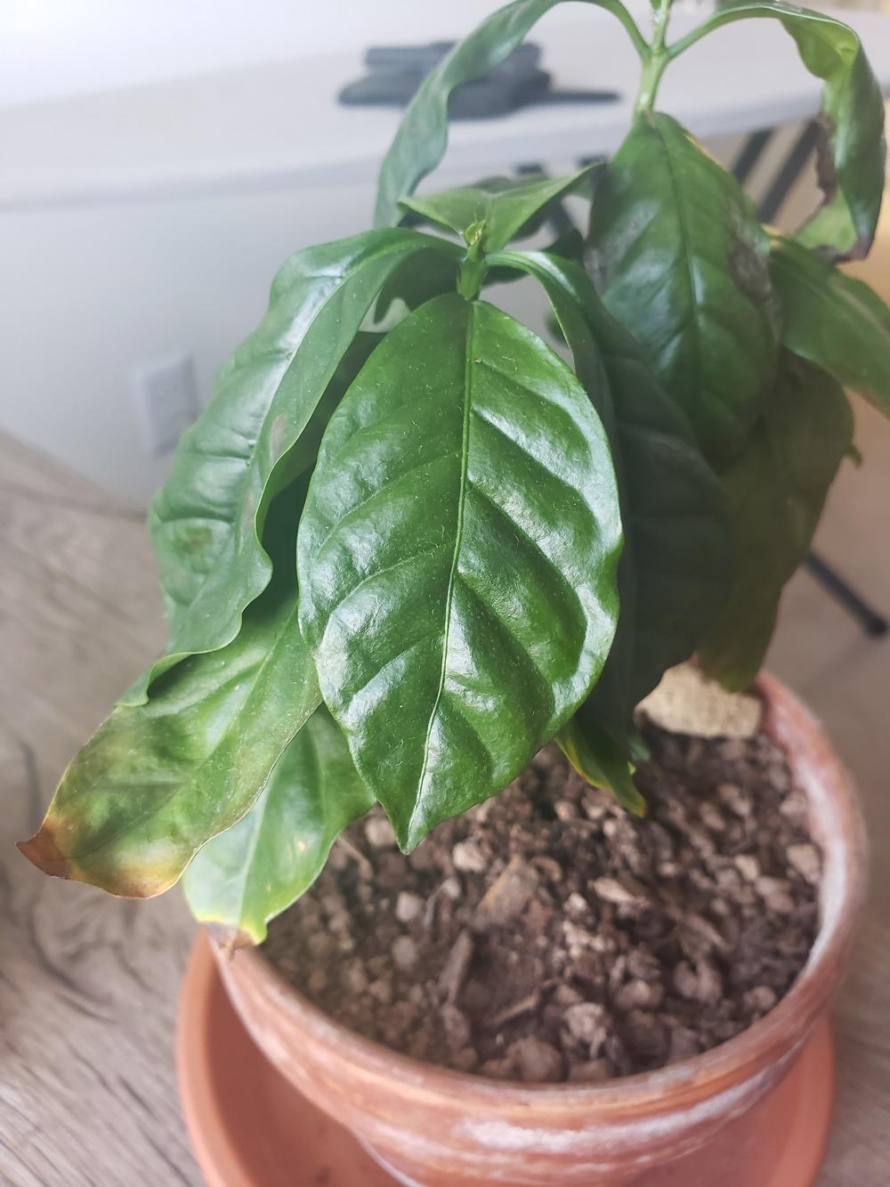 Coffee plant with root rot in the Houseplants forum - Garden.org