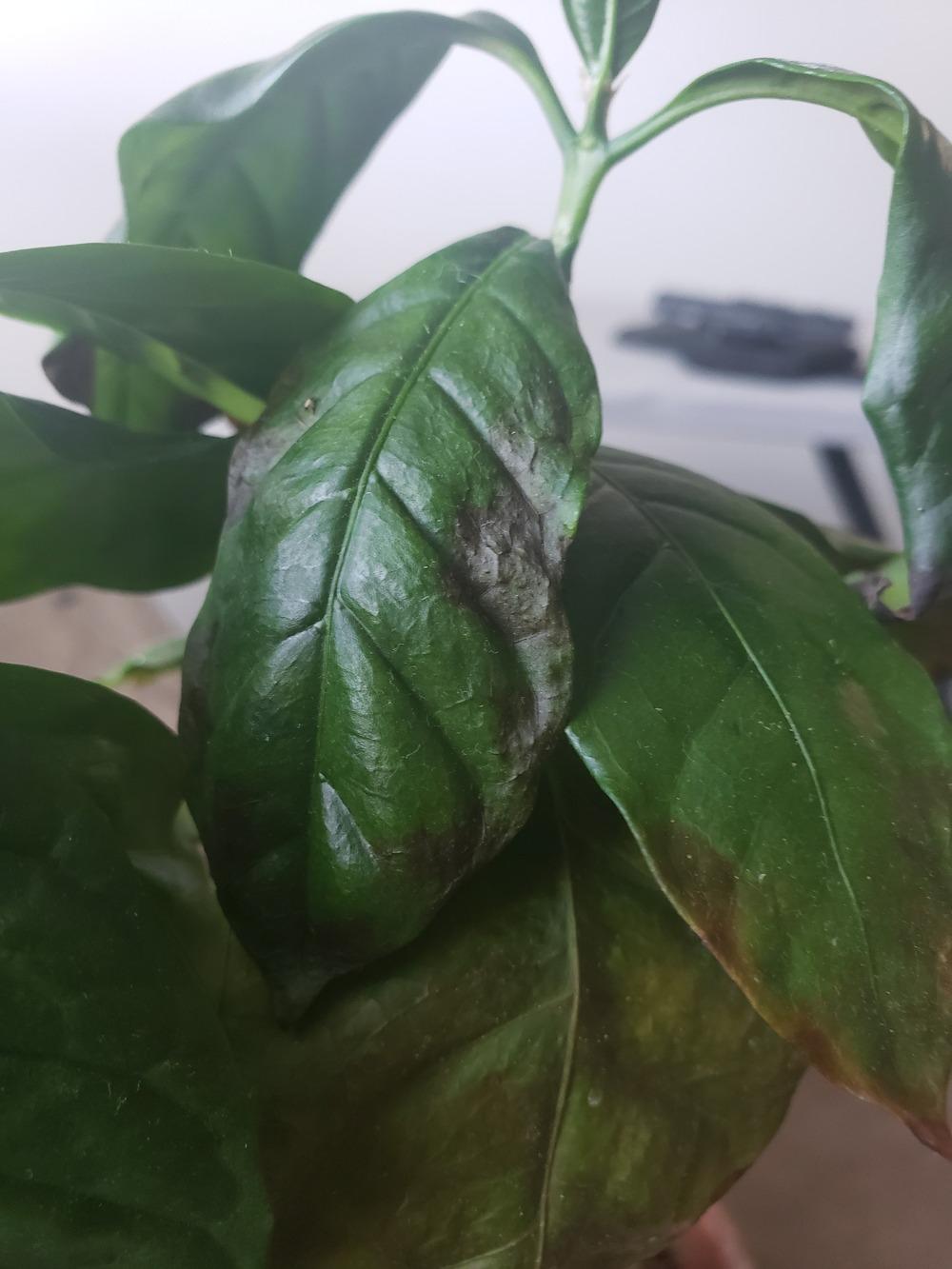 Coffee plant with root rot in the Houseplants forum - Garden.org