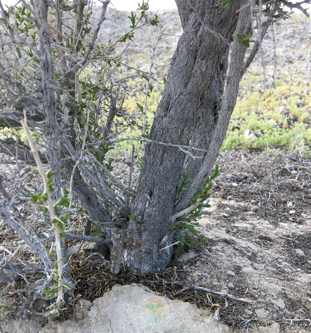 Black Greasewood (Sarcobatus vermiculatus) - Garden.org