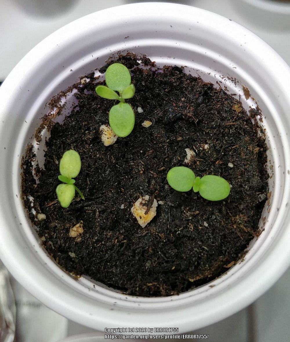 Sweet Alyssum (Lobularia maritima 'Dwarf Rainbow Mix') - Garden.org