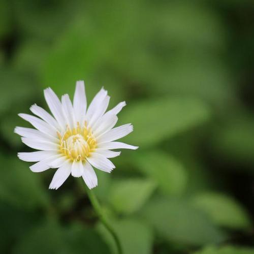 White Rock Lettuce (Pinaropappus roseus) - Garden.org