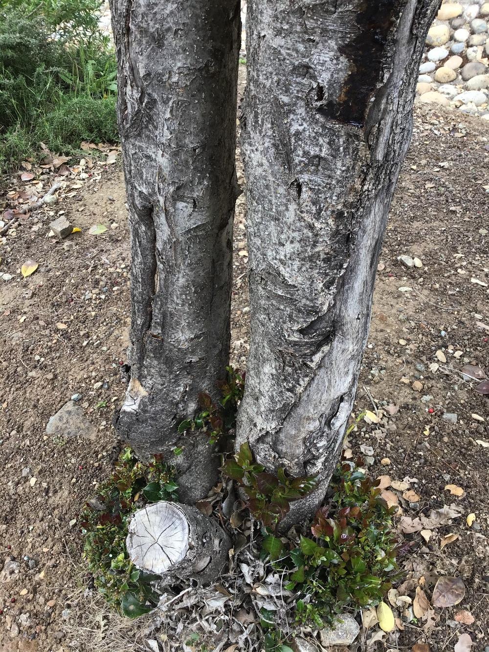 Photo of the stem, scape, stalk or bark of Dwarf Burford Holly (Ilex ...