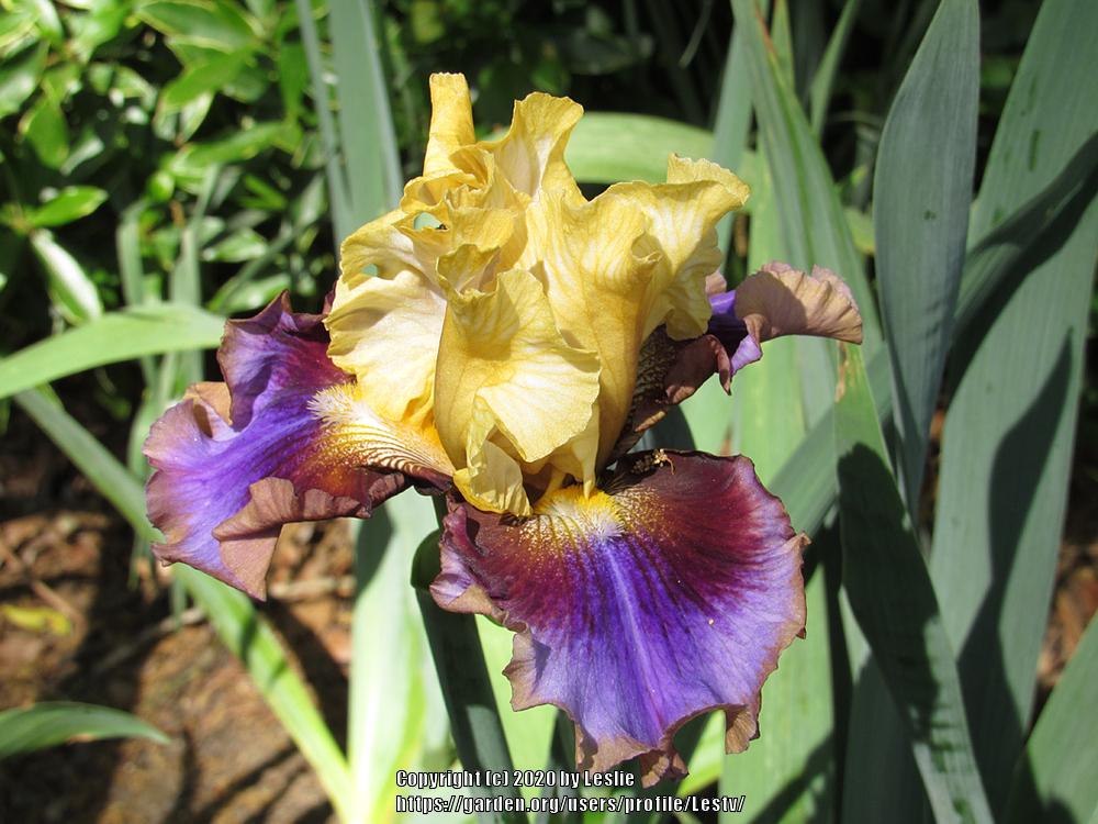 Tall Bearded Iris (Iris 'One Wild Child') in the Irises Database ...