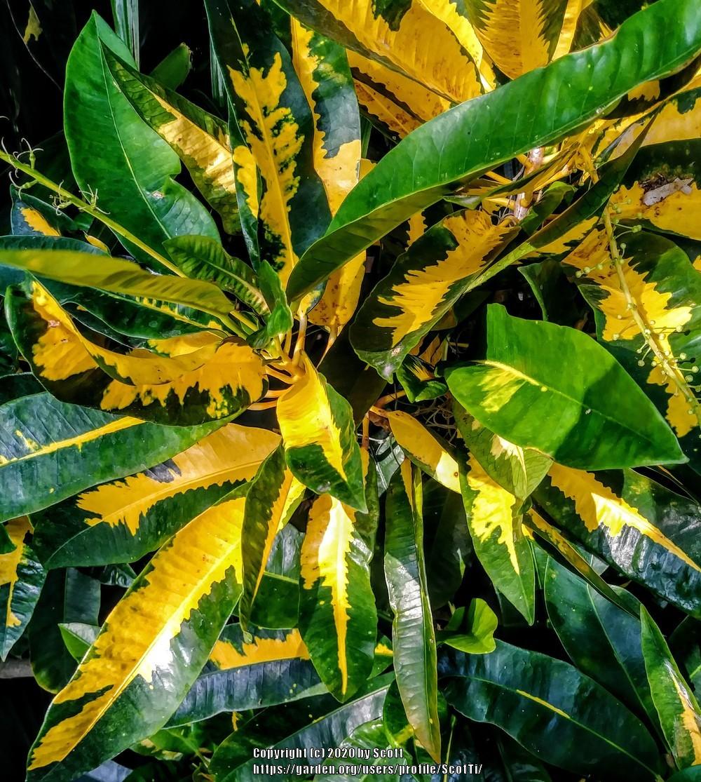 Crotons: Plant Care and Collection of Varieties - Garden.org