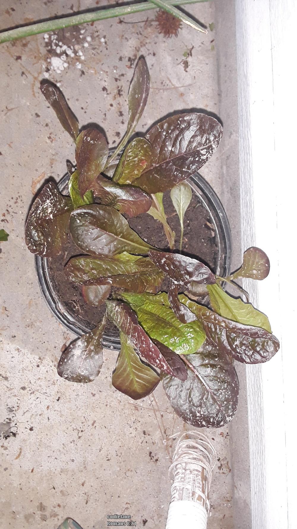 Lettuces: Plant Care and Collection of Varieties - Garden.org