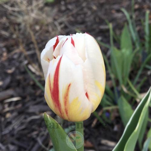 Single Late Tulip (Tulipa 'Sorbet') in the Tulips Database - Garden.org