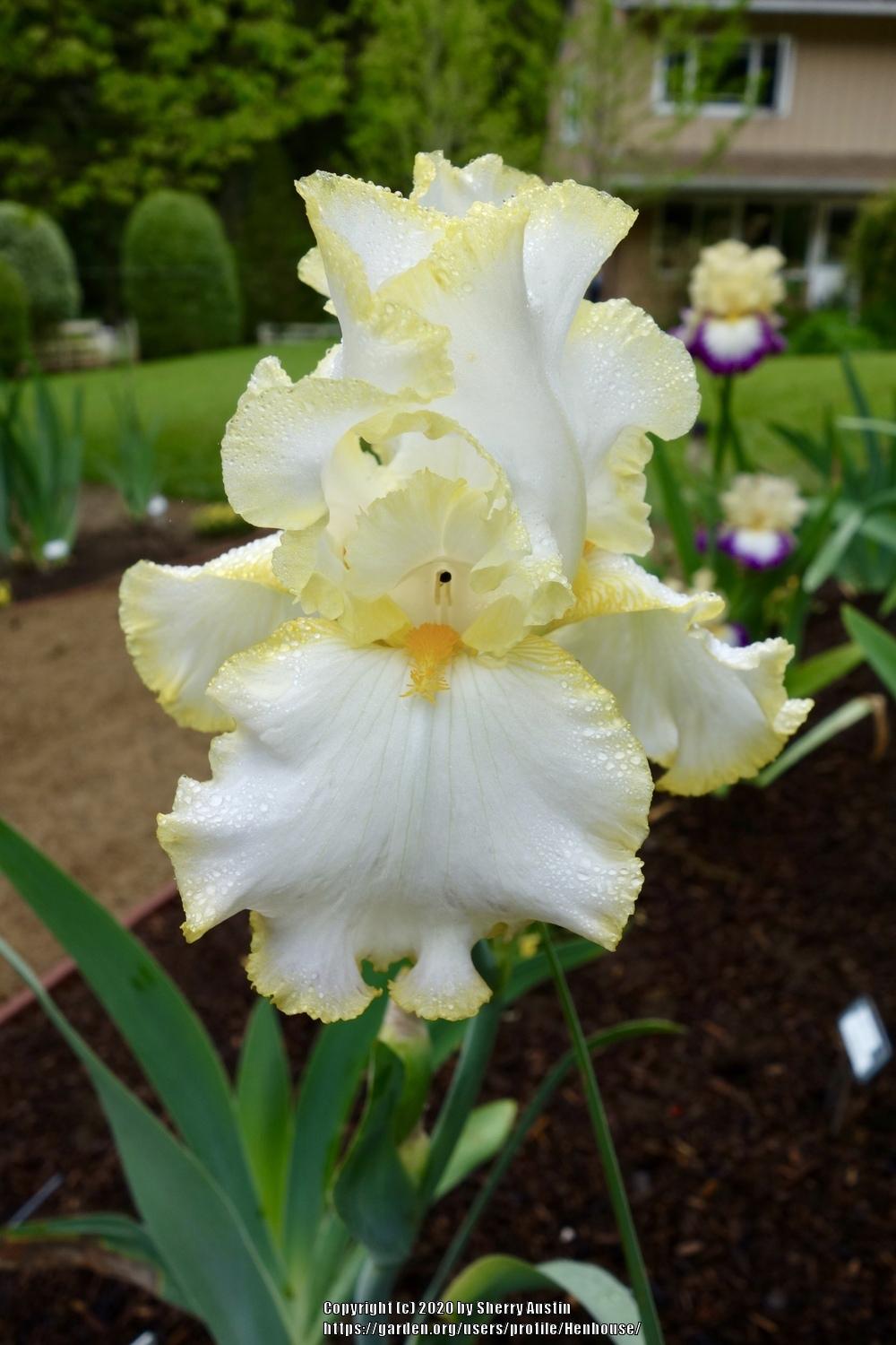 Photo of the bloom of Tall Bearded Iris (Iris 'Bride's Halo') posted by ...