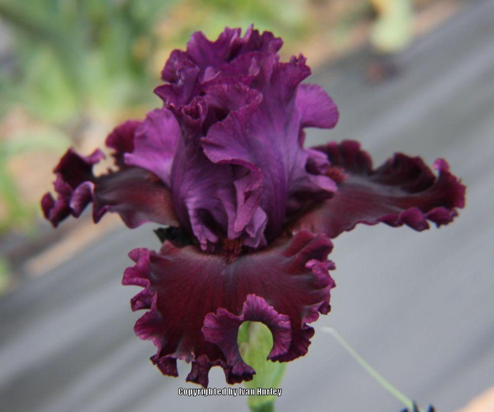 Photo of the bloom of Tall Bearded Iris (Iris 'Ruby Royal') posted by ...