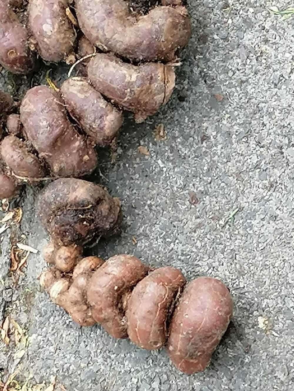 Mysterious unidentified bulbs in the Plant ID forum - Garden.org