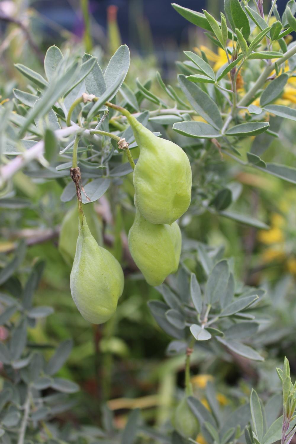 Bladderpod (Cleomella arborea) - Garden.org