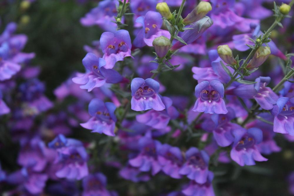 Penstemons: Plant Care and Collection of Varieties - Garden.org