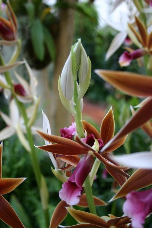 Photo of the bloom of Nun's Cap Orchid (Calanthe tankervilleae) posted ...