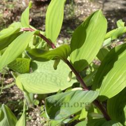 Solomon's Seal (Polygonatum odoratum 'Ruby Slippers') - Garden.org