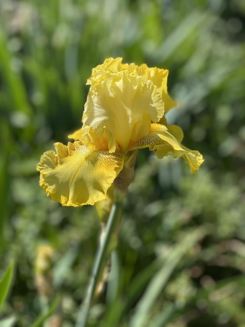 Tall Bearded Iris (Iris 'October') in the Irises Database - Garden.org