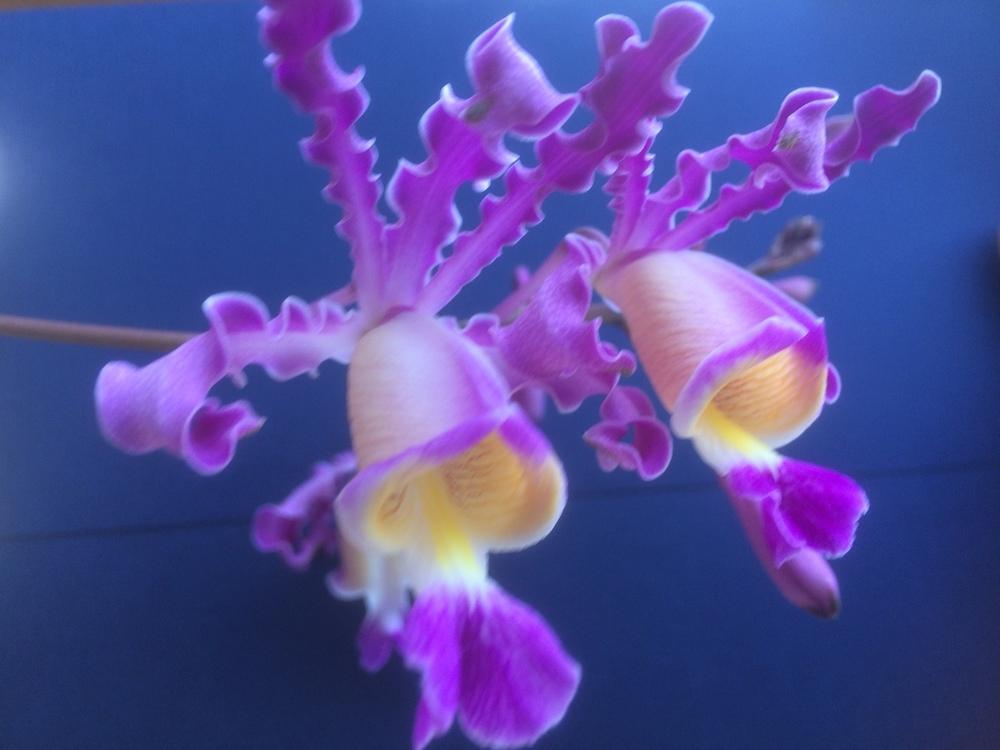 Orchid (Laelia undulata) - Garden.org