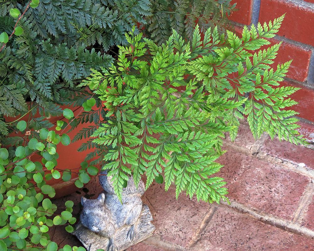 Black Rabbit's Foot Fern (Davallia trichomanoides) - Garden.org