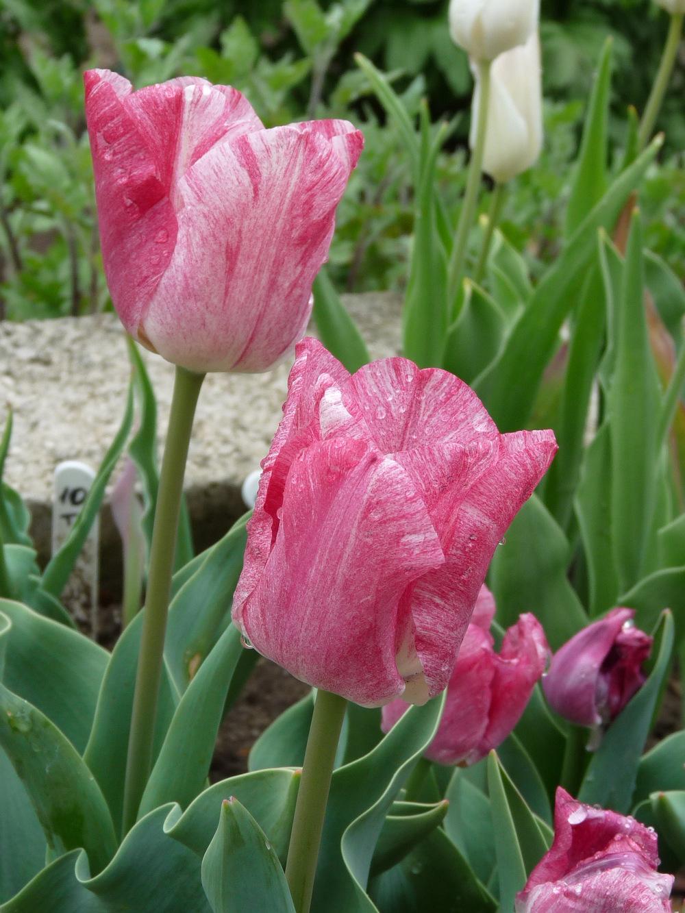 Tulip (Tulipa 'Hemisphere') in the Tulips Database - Garden.org