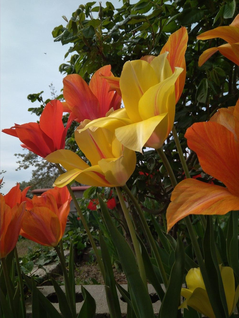 Single Late Tulip (Tulipa 'Hocus Pocus') in the Tulips Database ...