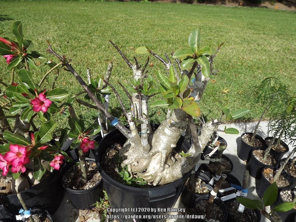 Multiple adeniums in one pot in Growing Adenium Plants - Garden.org