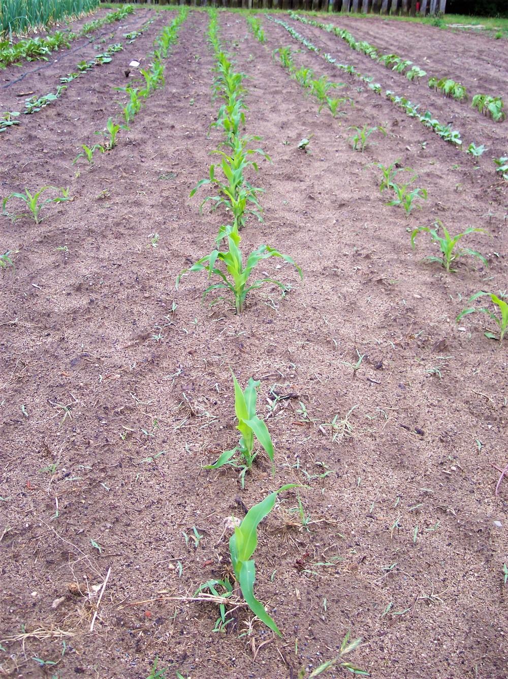 Photo of the seedling or young plant of Sweet Corn (Zea mays 'Essence ...