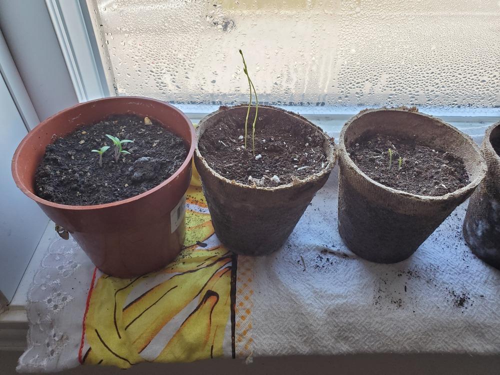 Overcrowded seedlings? in the All Things Gardening forum - Garden.org