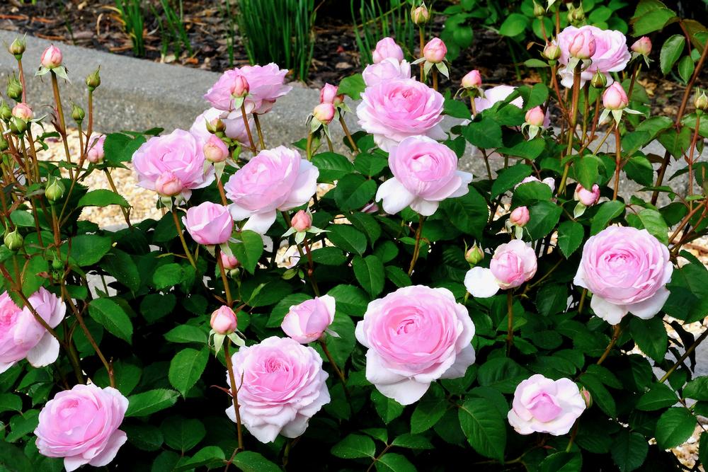 Photo of the entire plant of Rose (Rosa 'Olivia Rose Austin') posted by ...