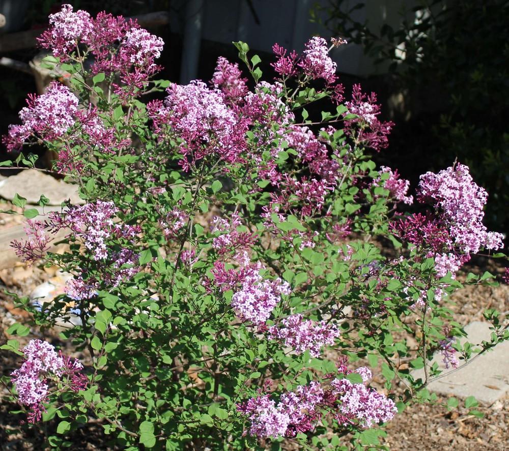 Lilac (Syringa Crimson Doll™) in the Lilacs Database - Garden.org