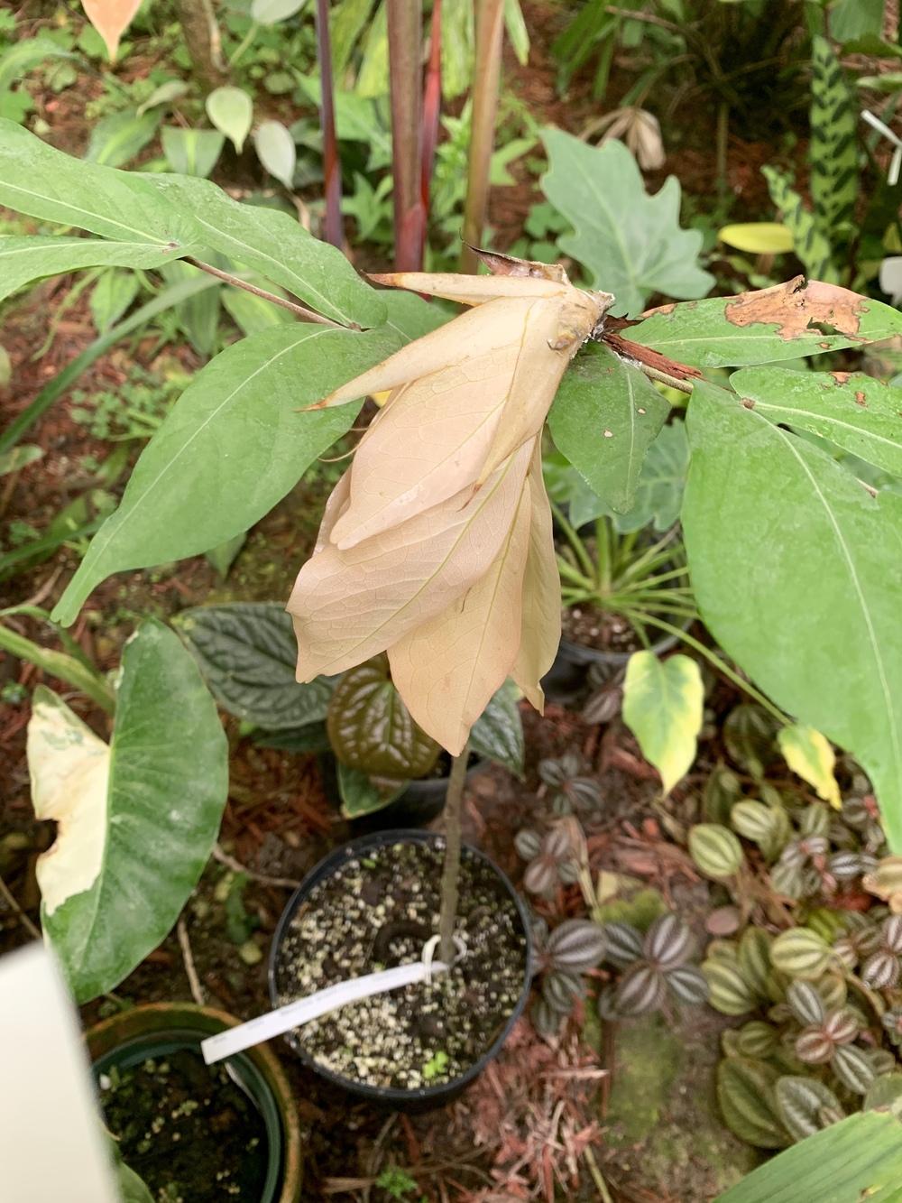 Maniltoa grandiflora - Garden.org