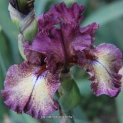 Tall Bearded Iris (Iris 'Raspberry Fudge') in the Irises Database ...