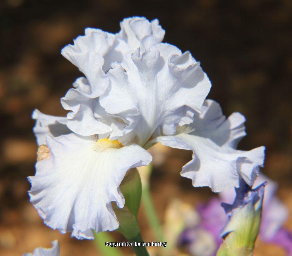 Photo of the bloom of Tall Bearded Iris (Iris 'Absolute Treasure ...