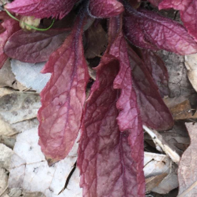 Red weeds? in the Ask a Question forum - Garden.org
