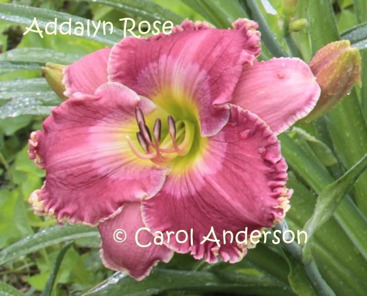 Daylily (Hemerocallis 'Addalyn Rose') in the Daylilies Database ...
