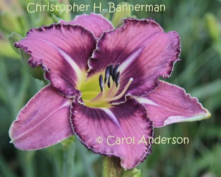 Daylily (Hemerocallis 'Christopher H. Bannerman') in the Daylilies ...