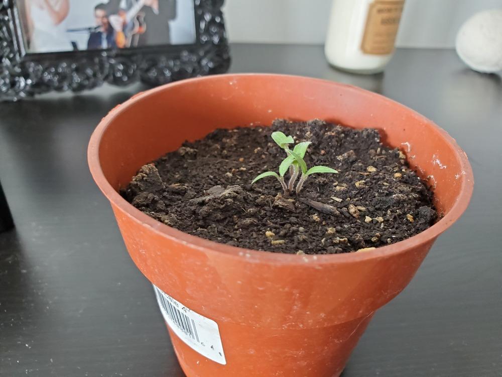 Overcrowded seedlings? in the All Things Gardening forum - Garden.org