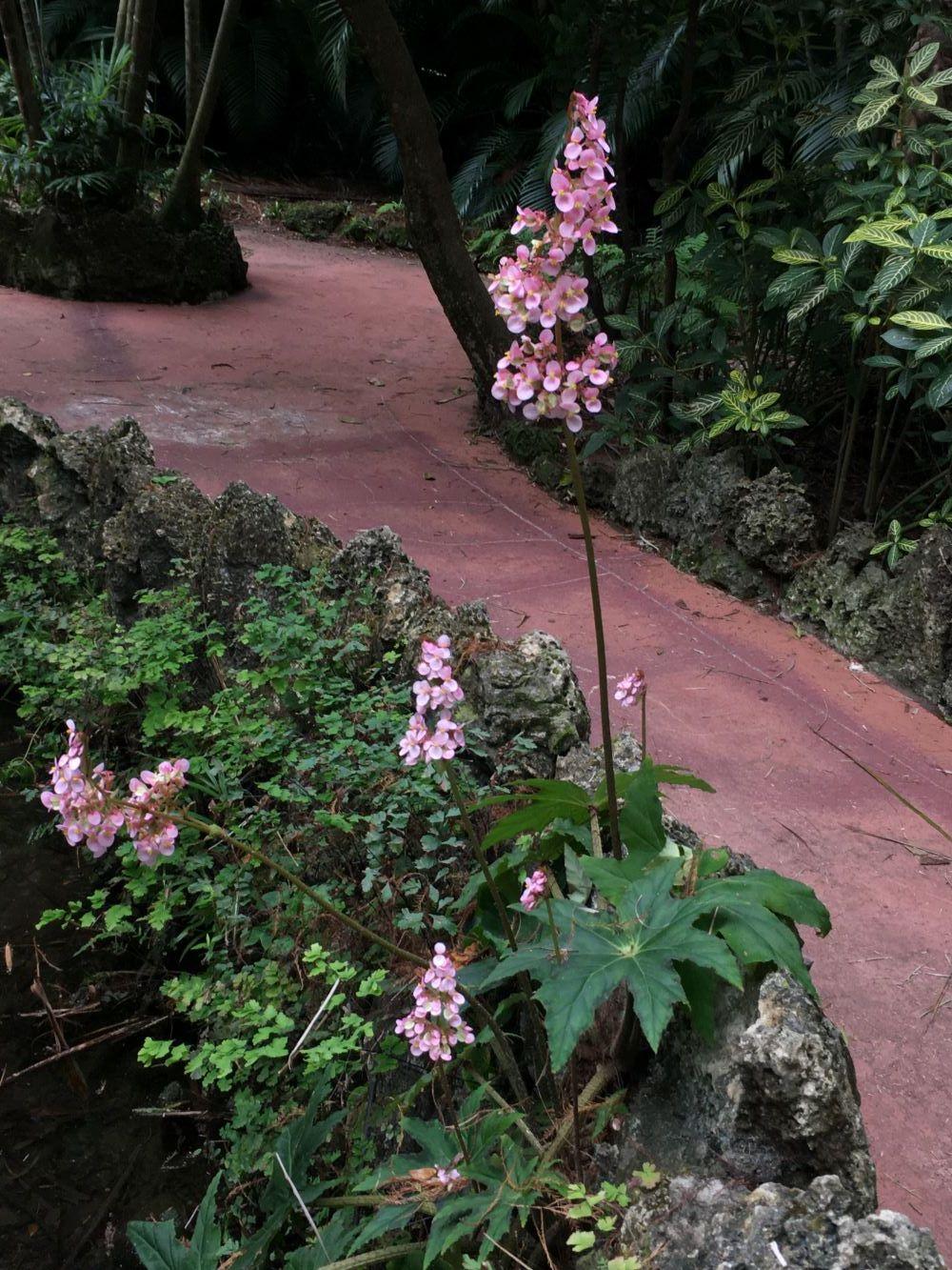 Photo of the entire plant of Star Begonia (Begonia heracleifolia ...