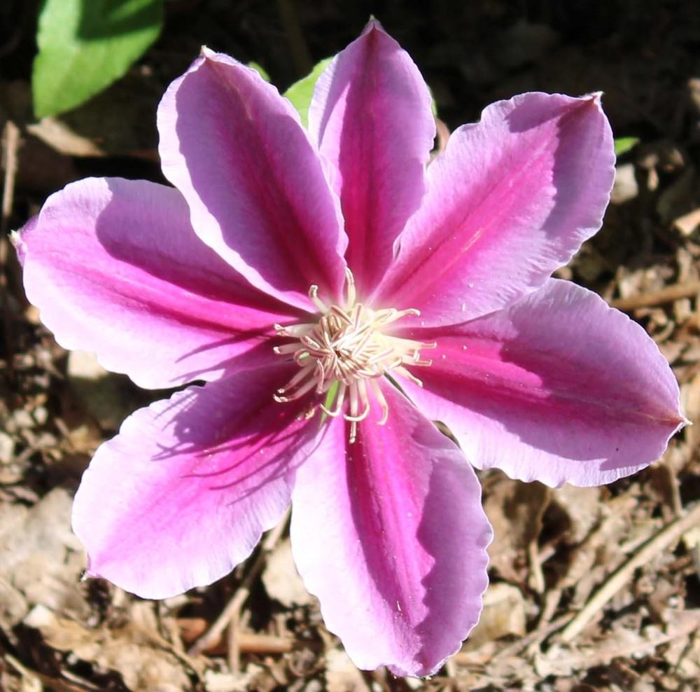 Clematis 'Fireworks' in the Clematis Database - Garden.org