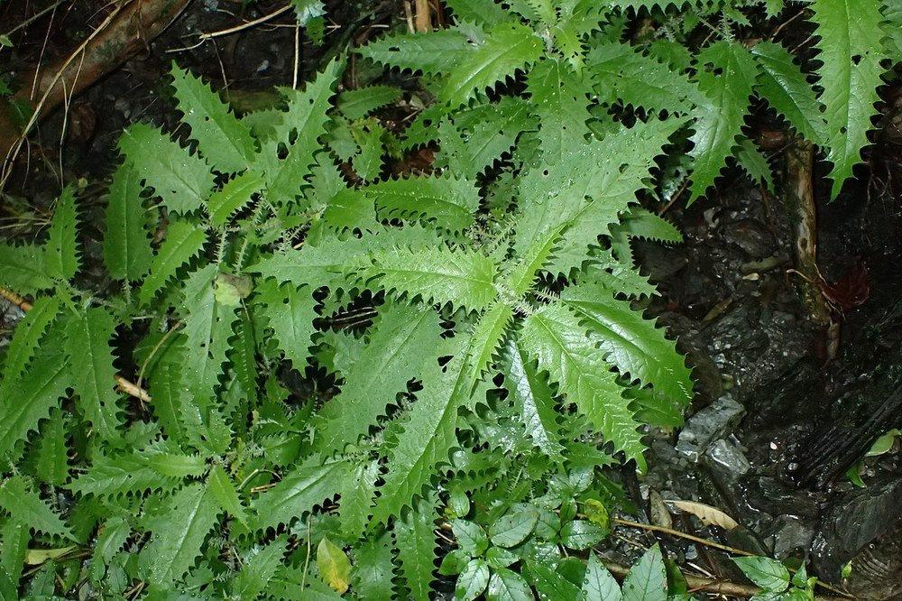 Photo of the entire plant of Nettle Tree (Urtica ferox) posted by ...