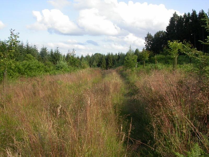 Creeping Velvet Grass (Holcus mollis) - Garden.org