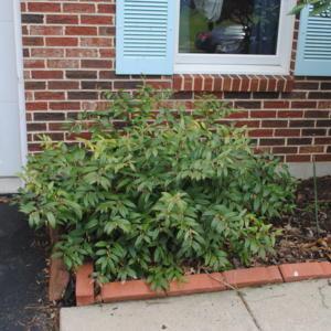 Dwarf Drooping Leucothoe (Leucothoe fontanesiana 'Nana') - Garden.org
