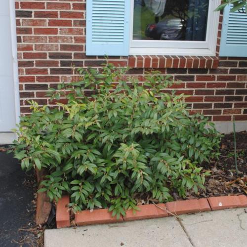 Dwarf Drooping Leucothoe (Leucothoe fontanesiana 'Nana') - Garden.org