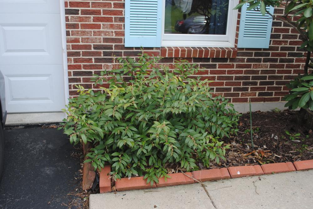 Dwarf Drooping Leucothoe (Leucothoe fontanesiana 'Nana') - Garden.org