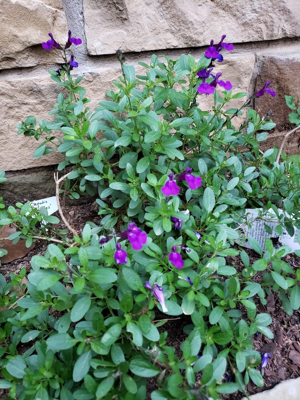 Photo of the entire plant of Autumn Sage (Salvia greggii Mirage™ Violet ...