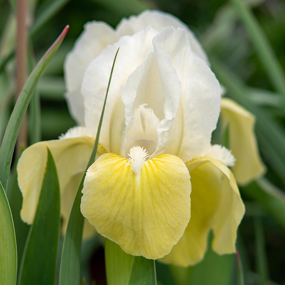 Standard Dwarf Bearded Iris (Iris 'Baby Tears') in the Irises Database ...