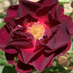Photo of the bloom of Rose (Rosa 'Crimson Glory') posted by Newyorkrita ...
