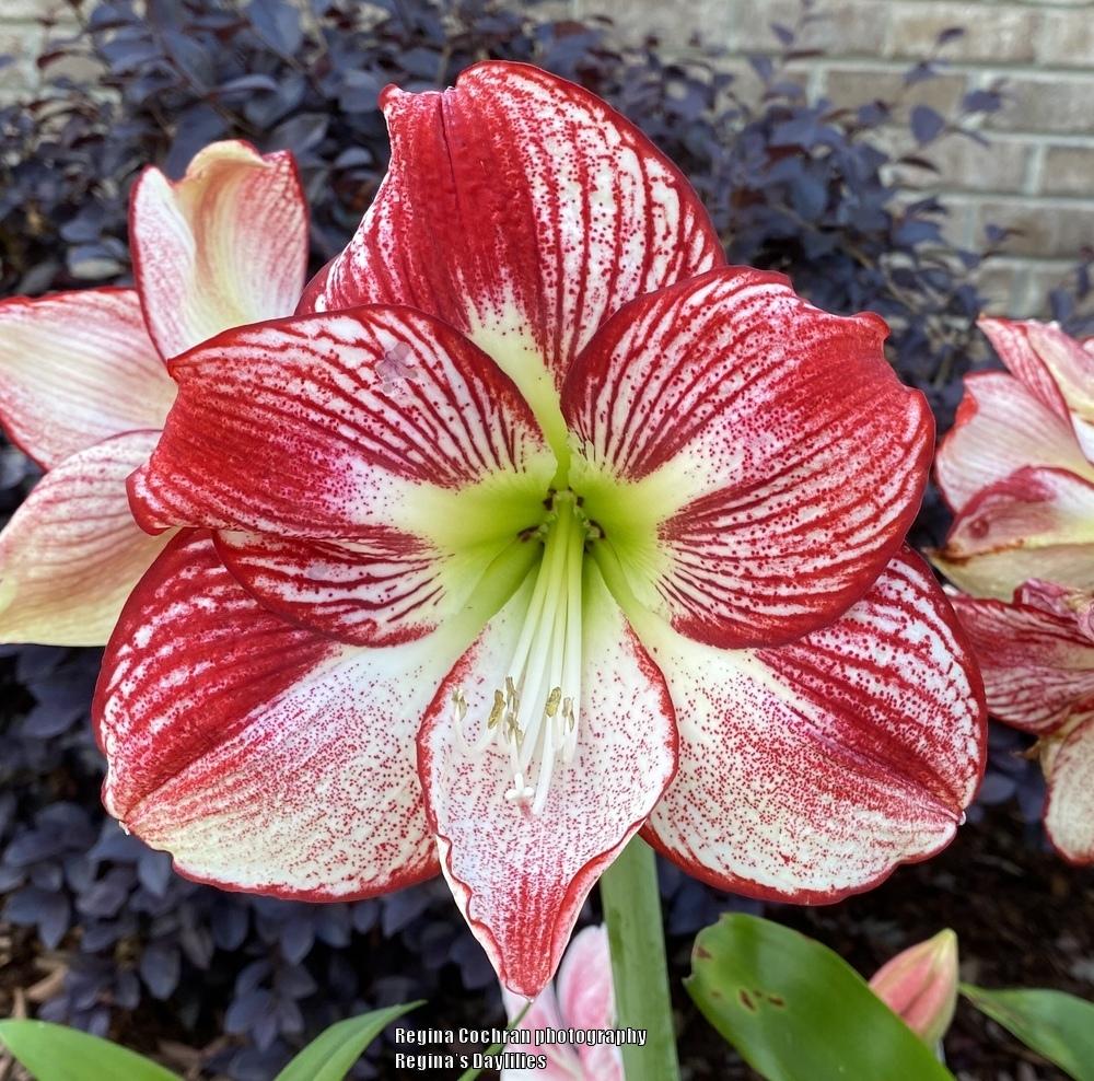 Amaryllis: Plant Care and Collection of Varieties - Garden.org